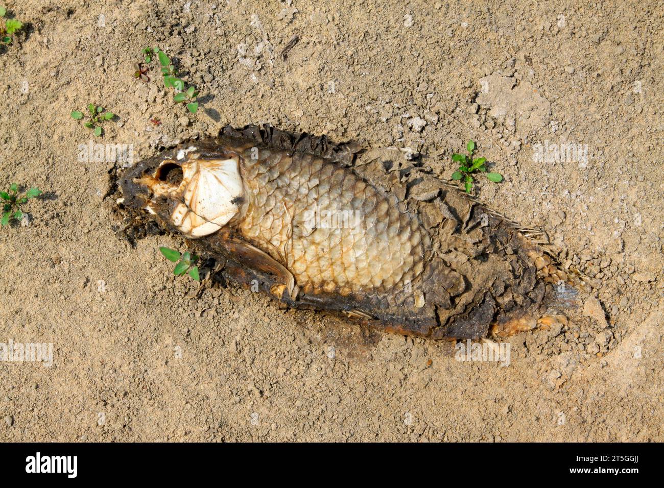 Dead fish on dry land hi-res stock photography and images - Alamy