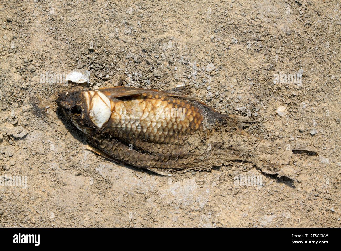 dead fish on the beach, closeup of photo Stock Photo - Alamy