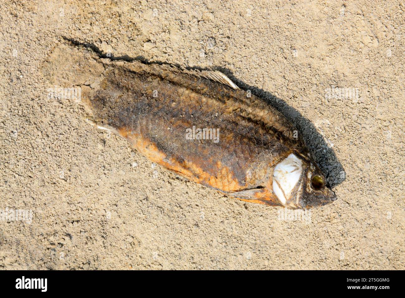 Dead fish on dry land hi-res stock photography and images - Alamy