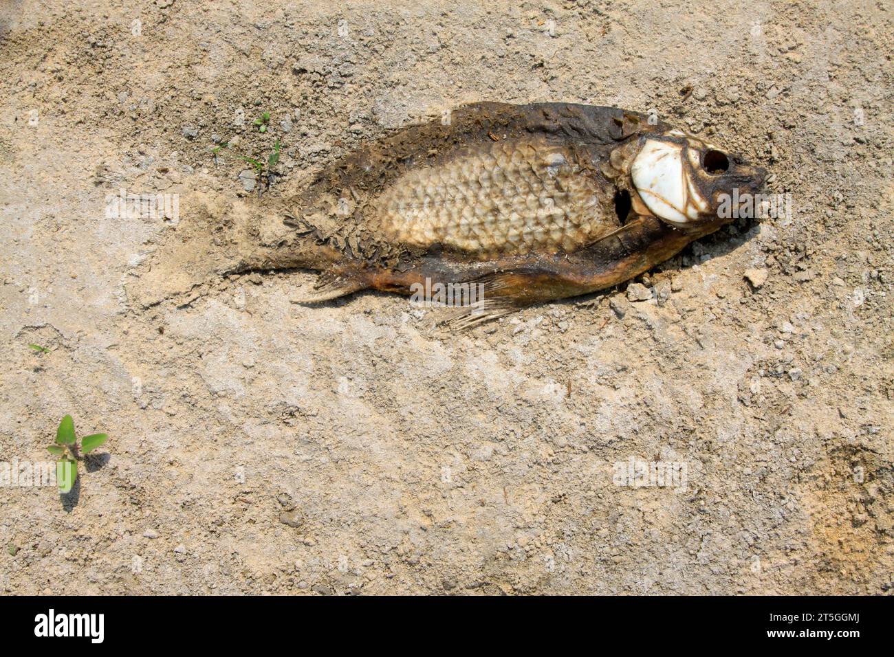 Dead fish on dry land hi-res stock photography and images - Alamy