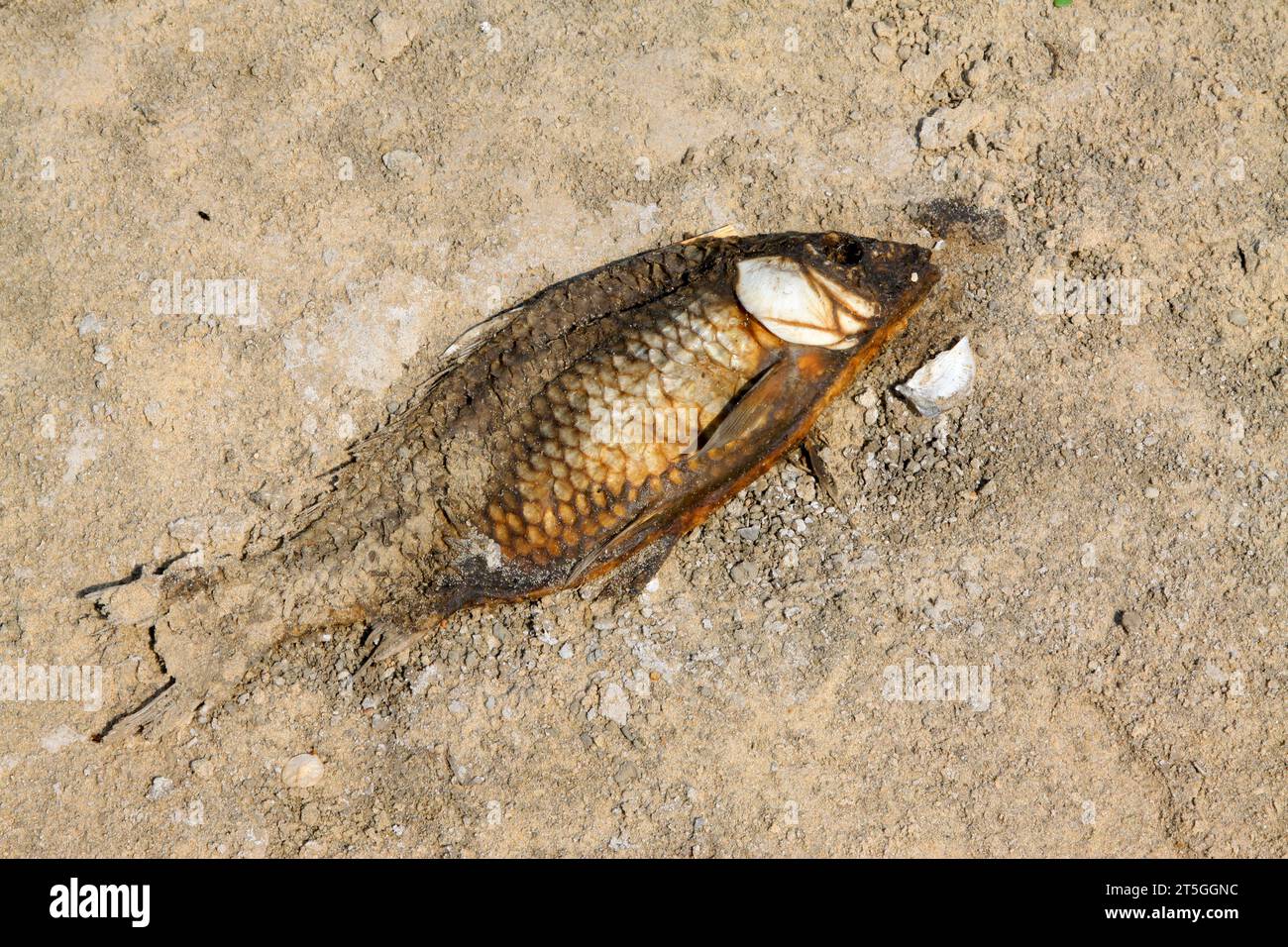 dead fish on the beach, closeup of photo Stock Photo - Alamy