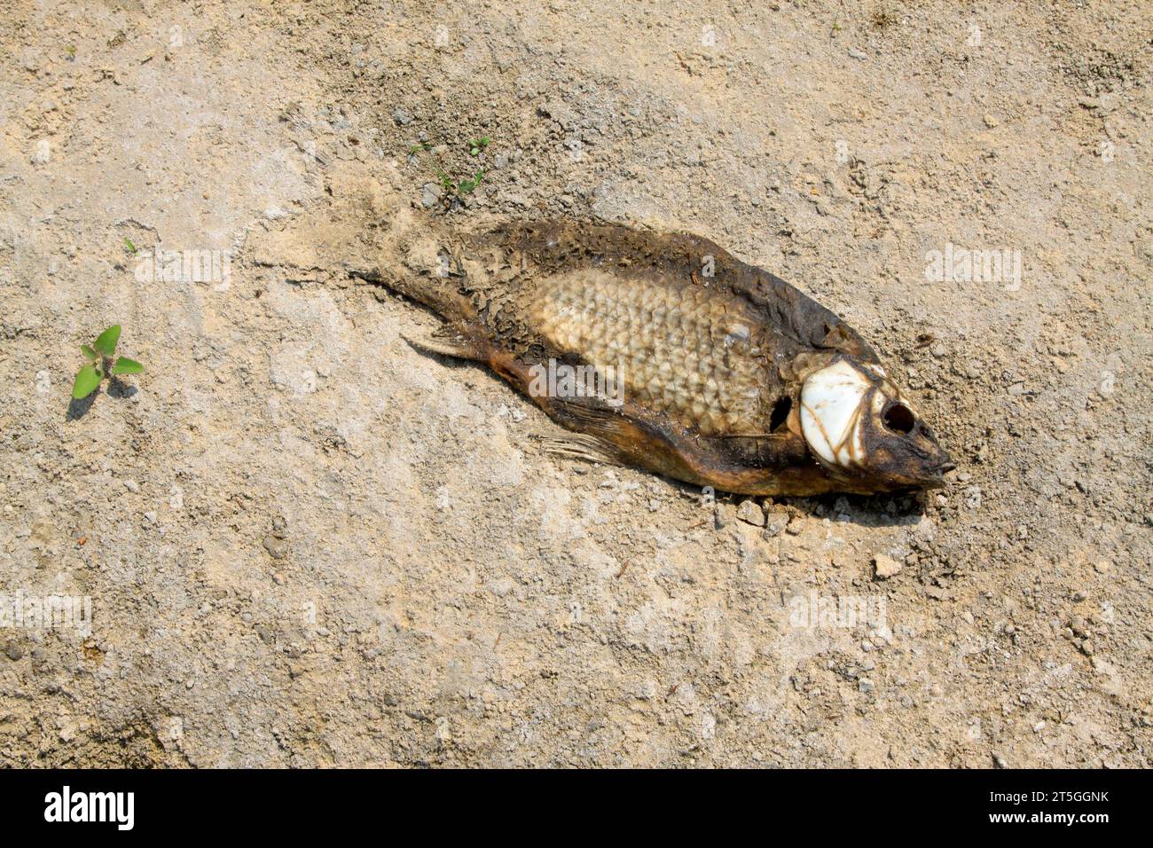 Dead fish on dry land hi-res stock photography and images - Alamy
