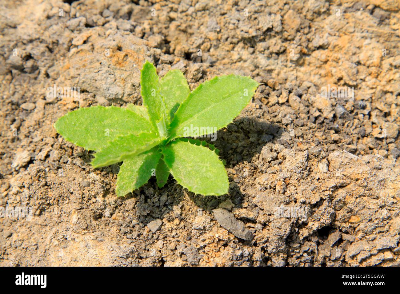 weed in the ground, closeup of pictures Stock Photo - Alamy