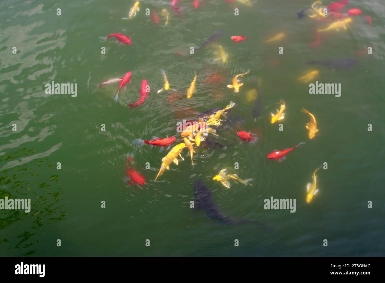 beautiful Koi fish in an aquarium, north china Stock Photo - Alamy