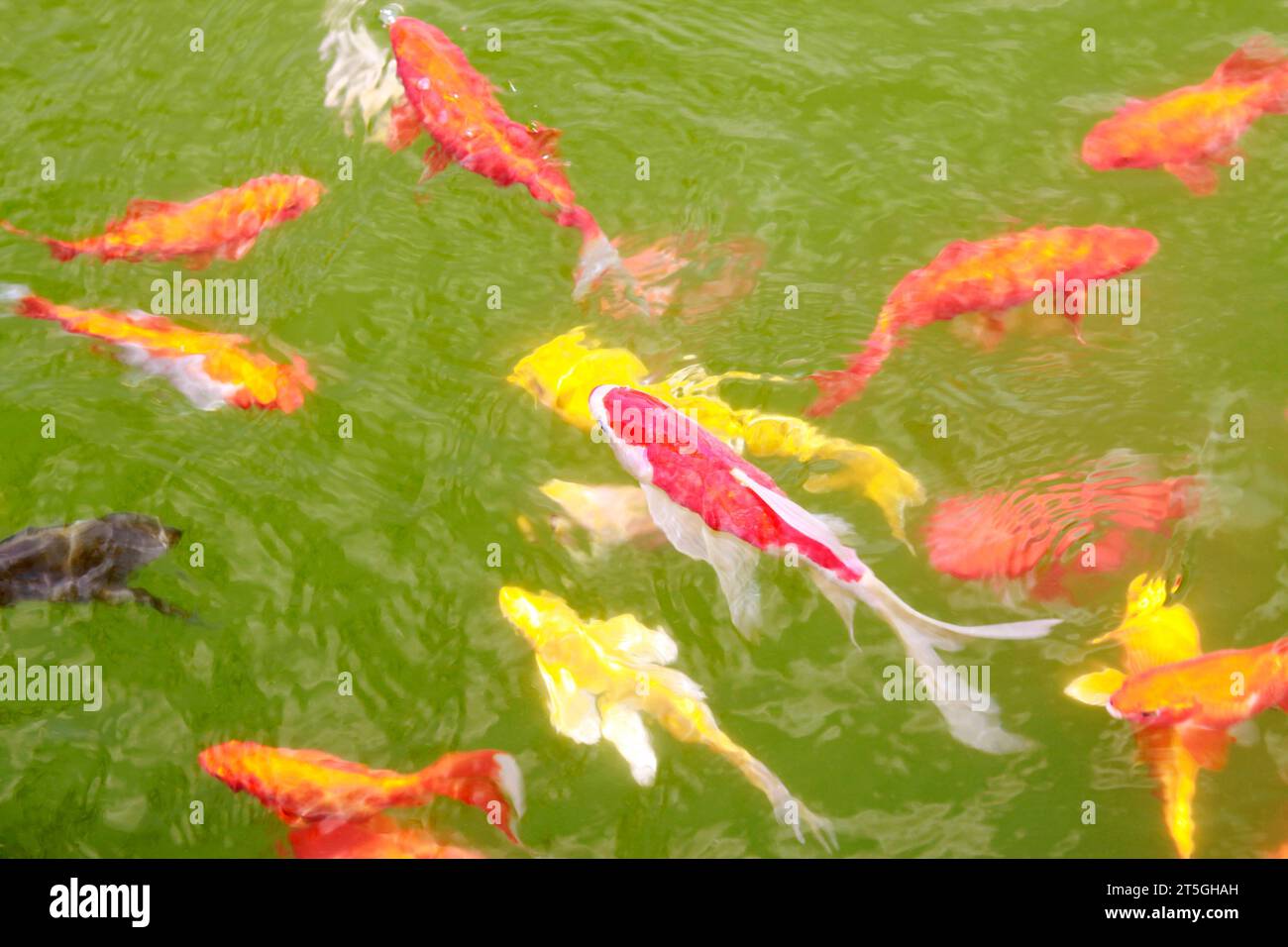 Beautiful koi hi-res stock photography and images - Alamy