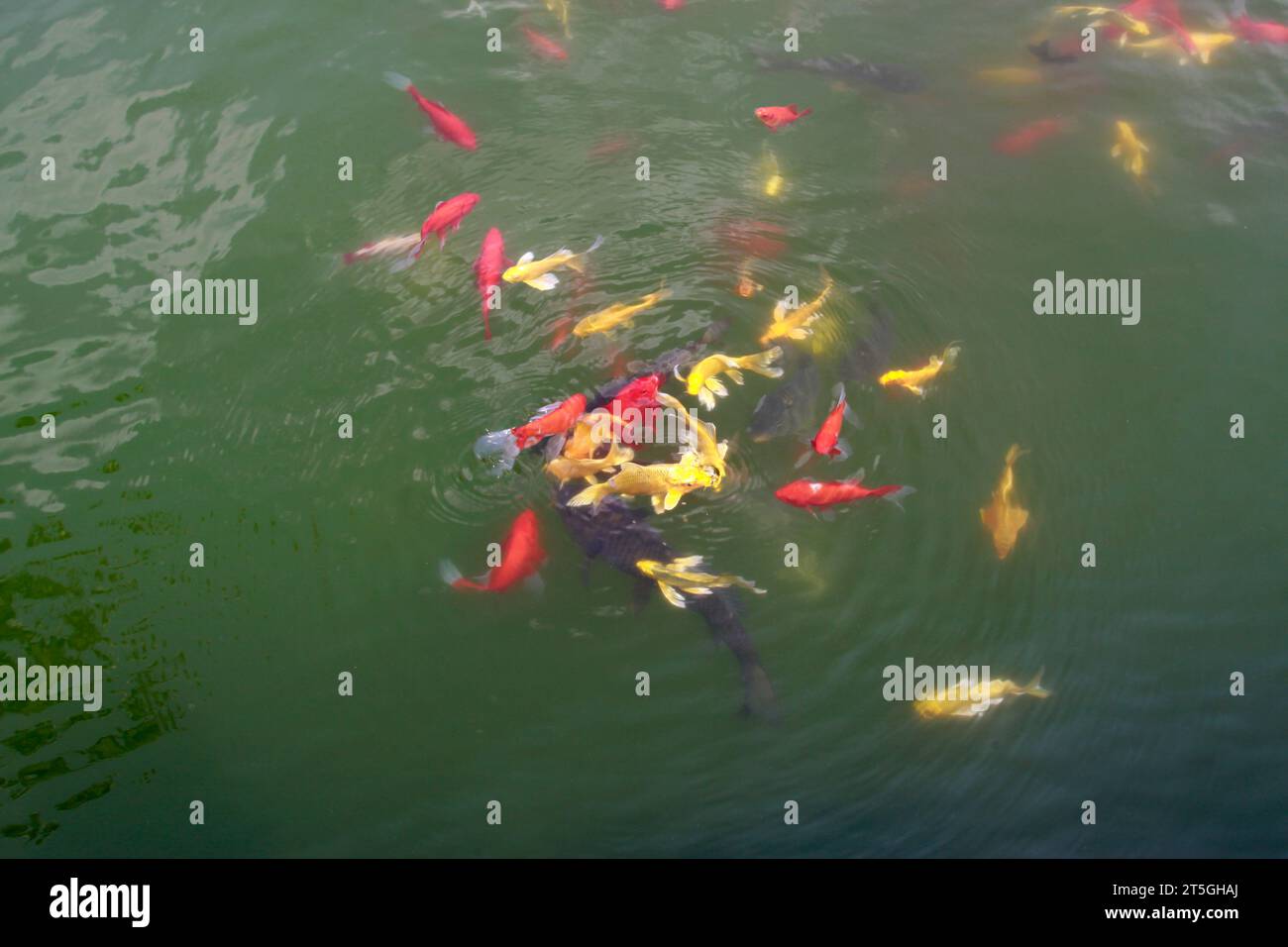 beautiful Koi fish in an aquarium, north china Stock Photo - Alamy