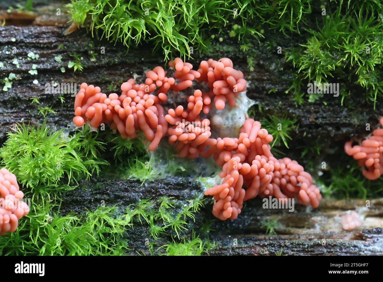 Arcyria insignis hi-res stock photography and images - Alamy
