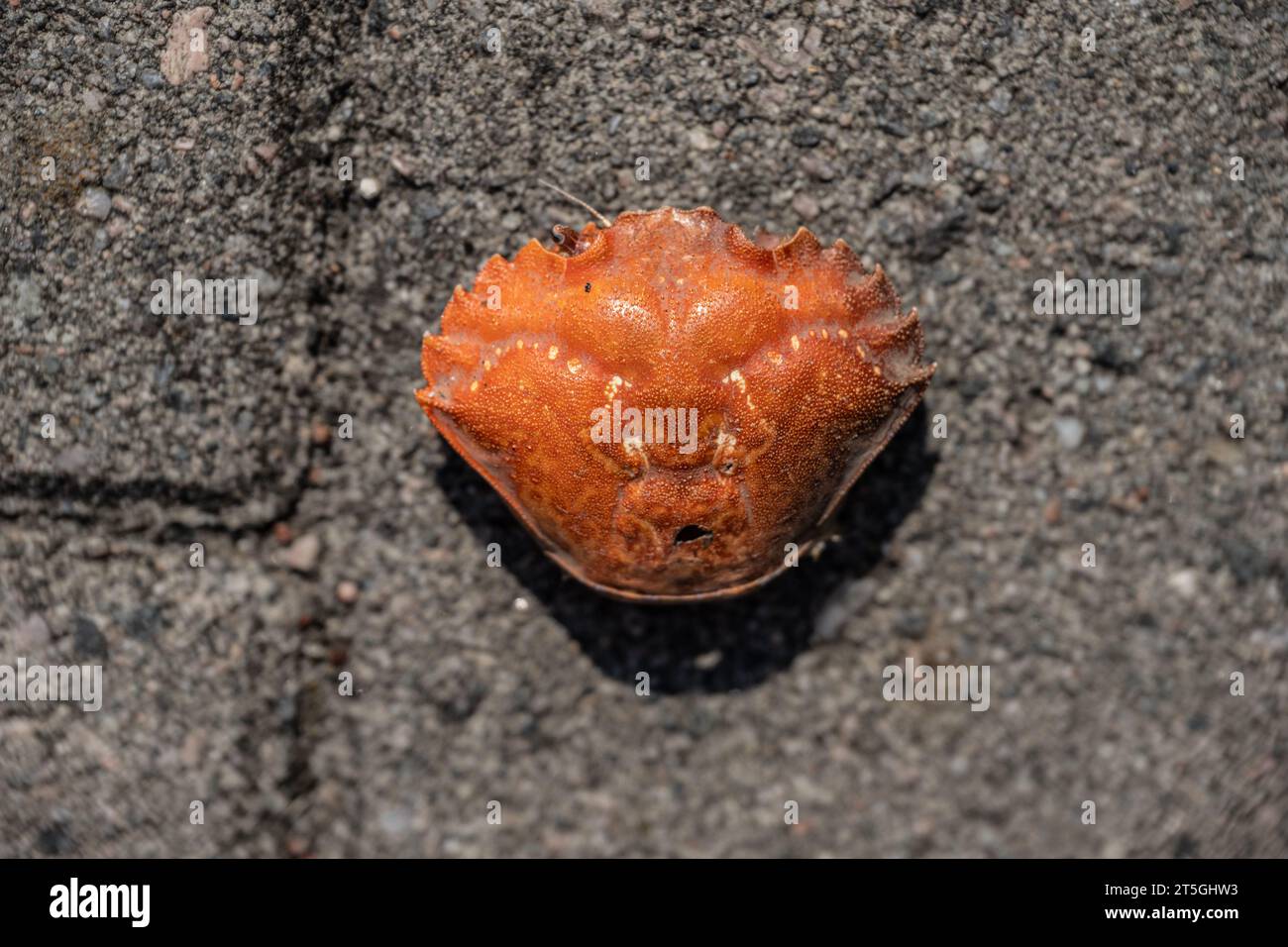 Empty red crab shell on stone floor Stock Photo - Alamy
