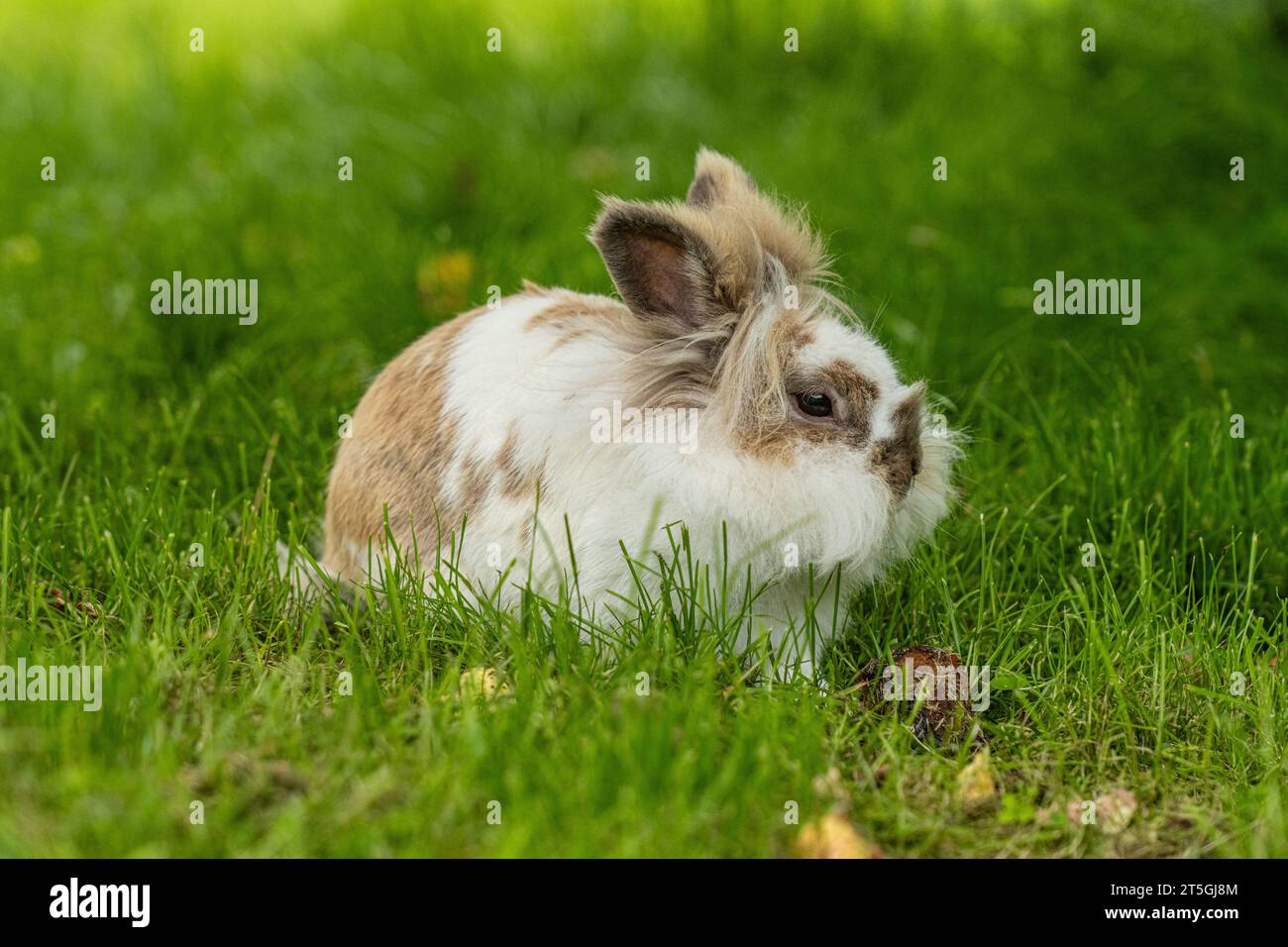 Lionhead rabbit chewing on some grass Stock Photo - Alamy