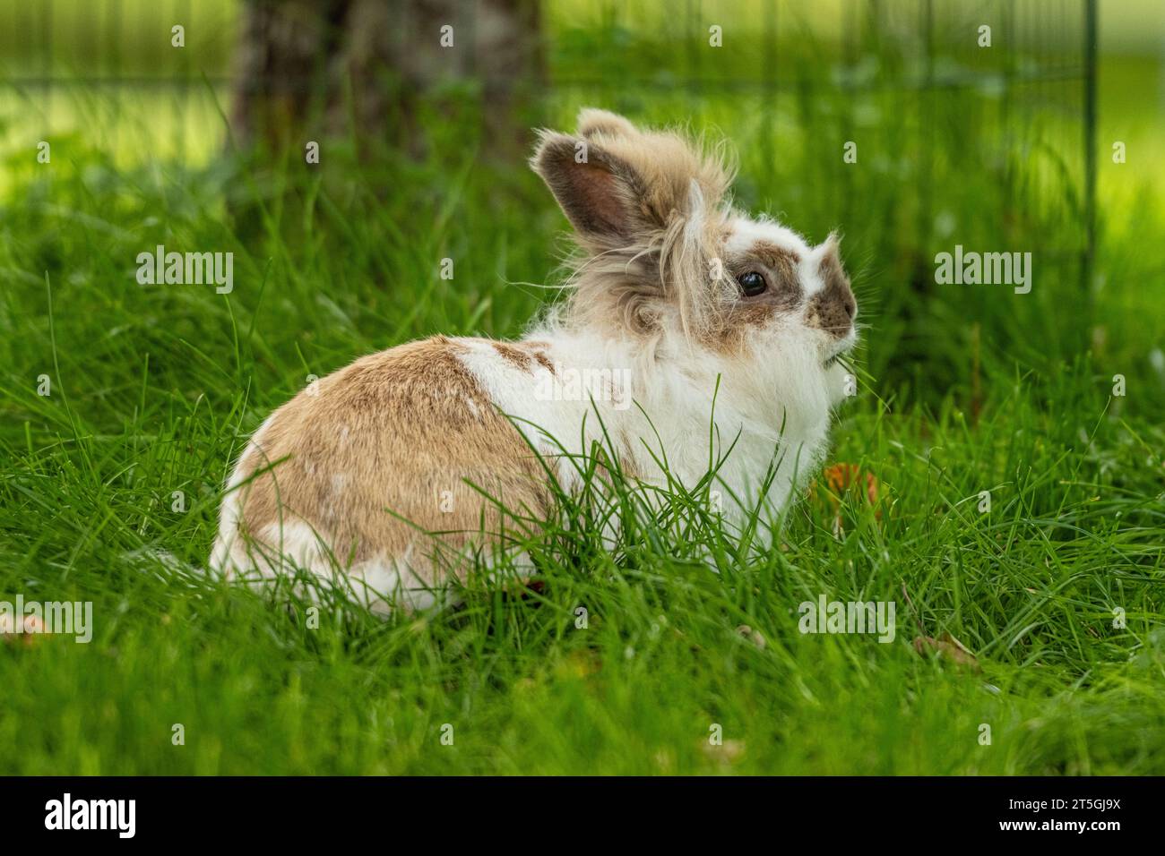Beautiful chewing rabbit on green hi-res stock photography and images ...