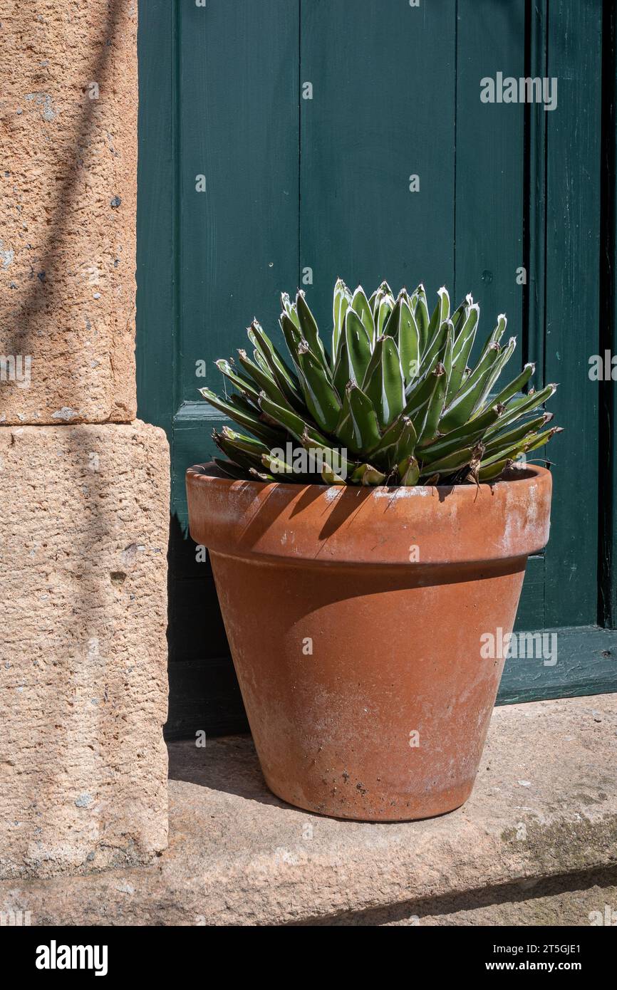 A Queen Victoria agave (Agave victoria-reginae) plant in a terracotta ...