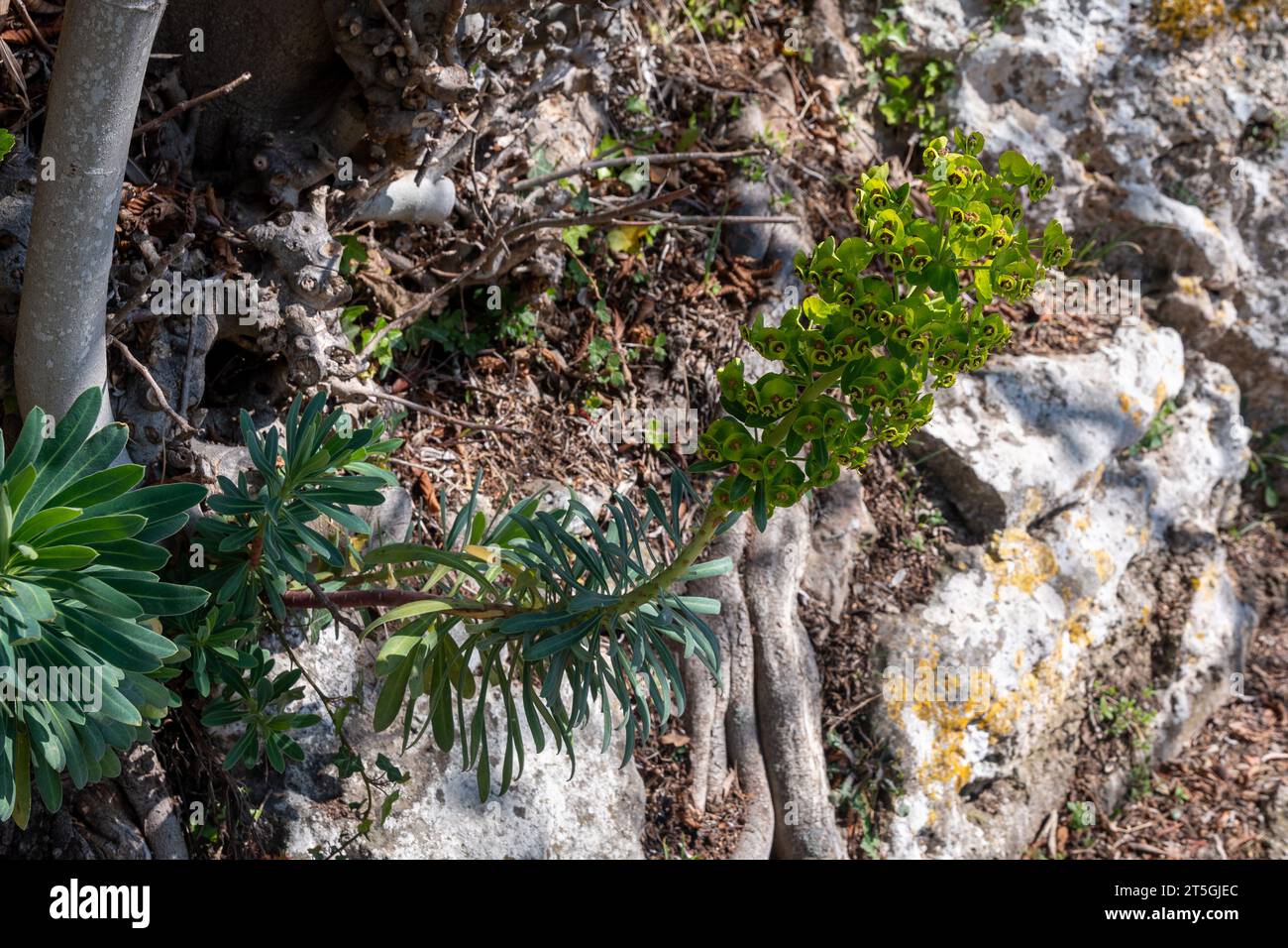 A flowering tree spurge (Euphorbia dendroides) grown on an old dry ...