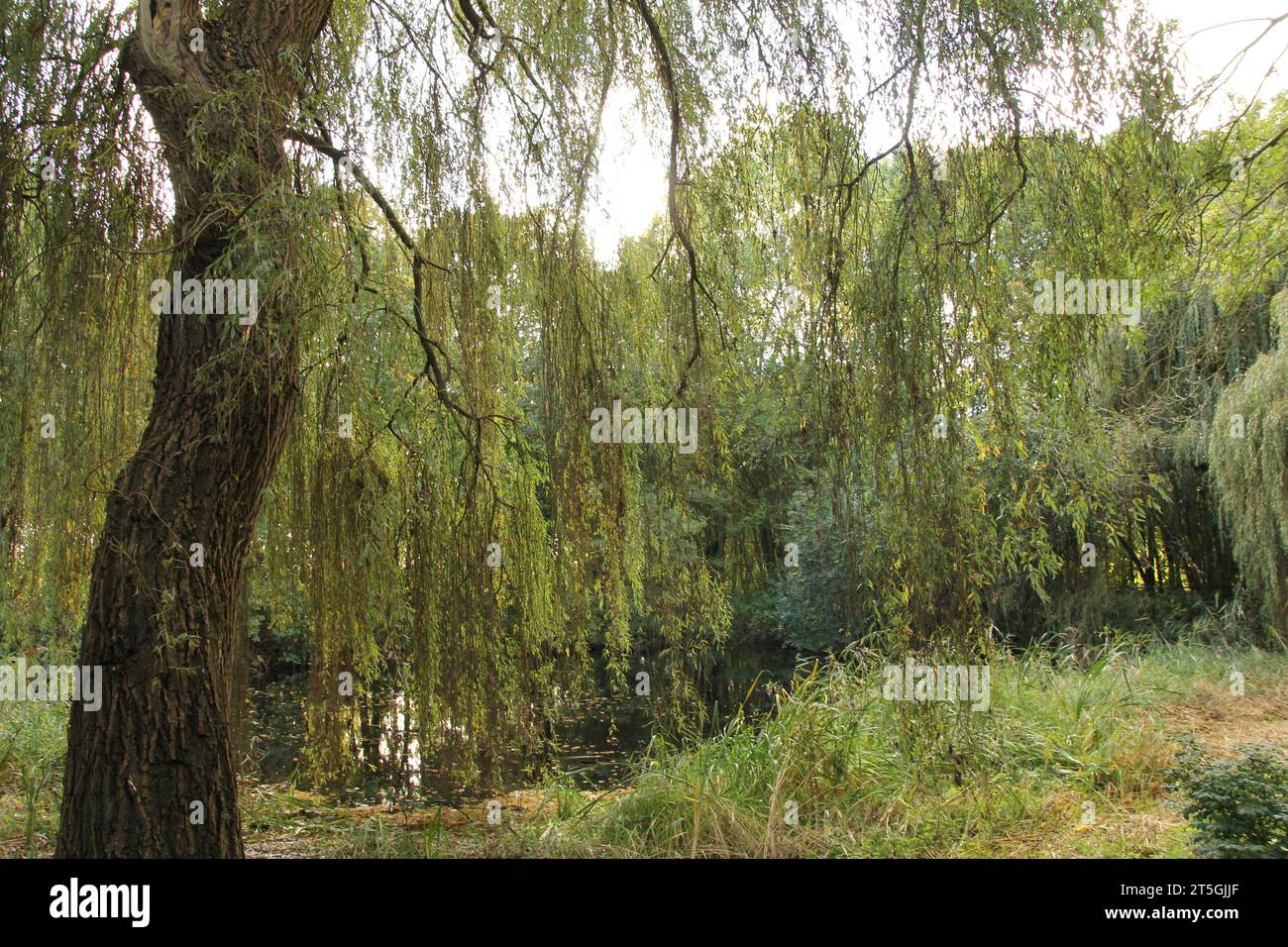 a large weeping willow with long branches with colorful leaves in front ...