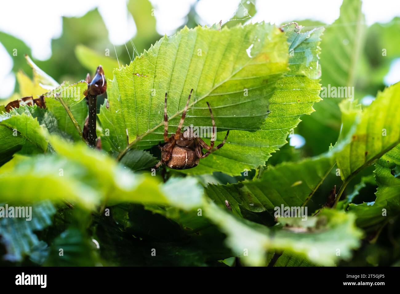 Araneus diadematus European garden spider hiding under a leaf in a ...