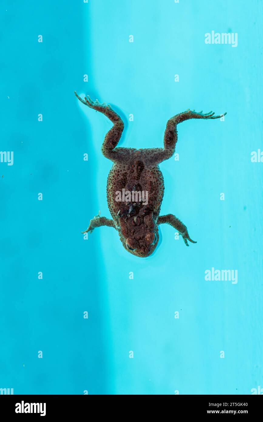 Frog swimming in blue pool water Stock Photo - Alamy