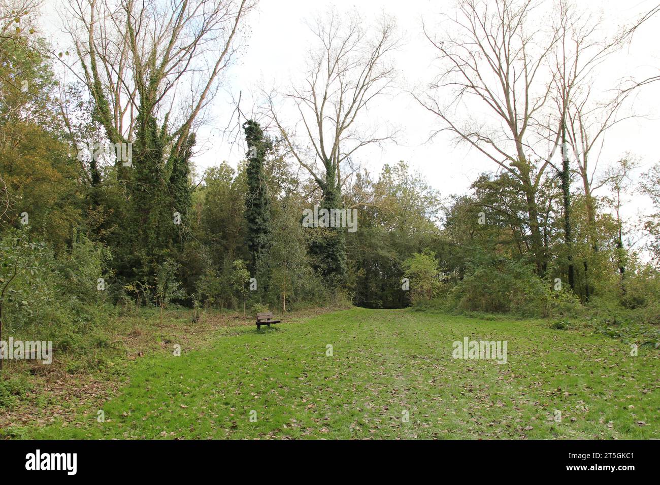 a little green open field with a bench in a forest with trees and ...