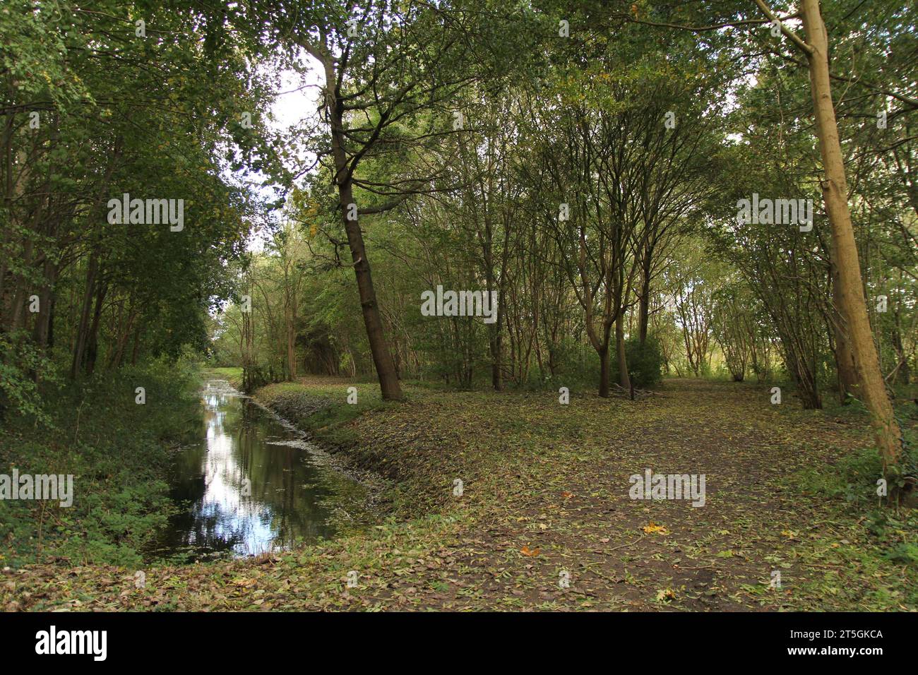 a crossing of roads and a ditch with water in forest with trees and ...