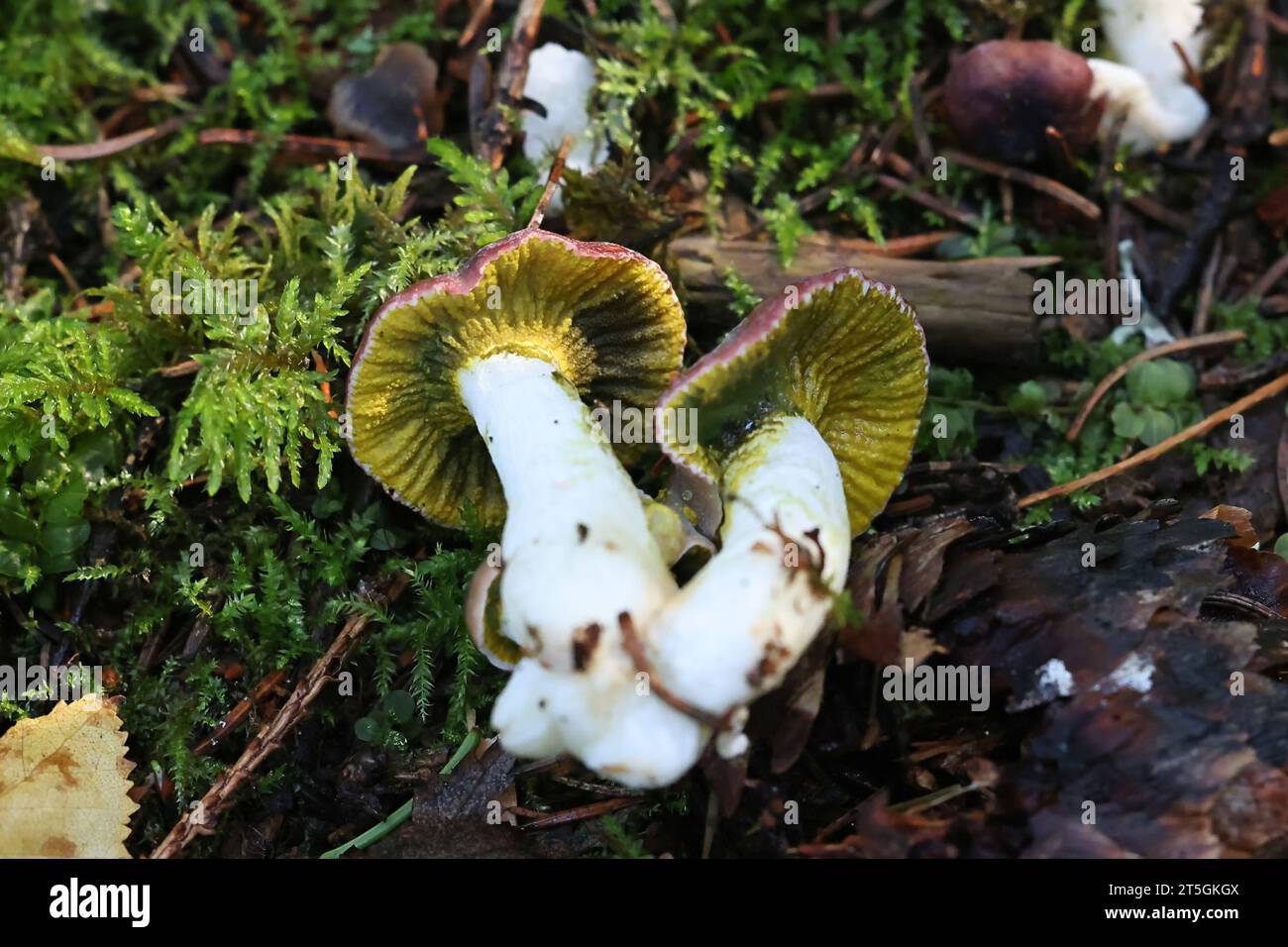 Hypomyces luteovirens, a parasitic ascomycete enveloping various ...