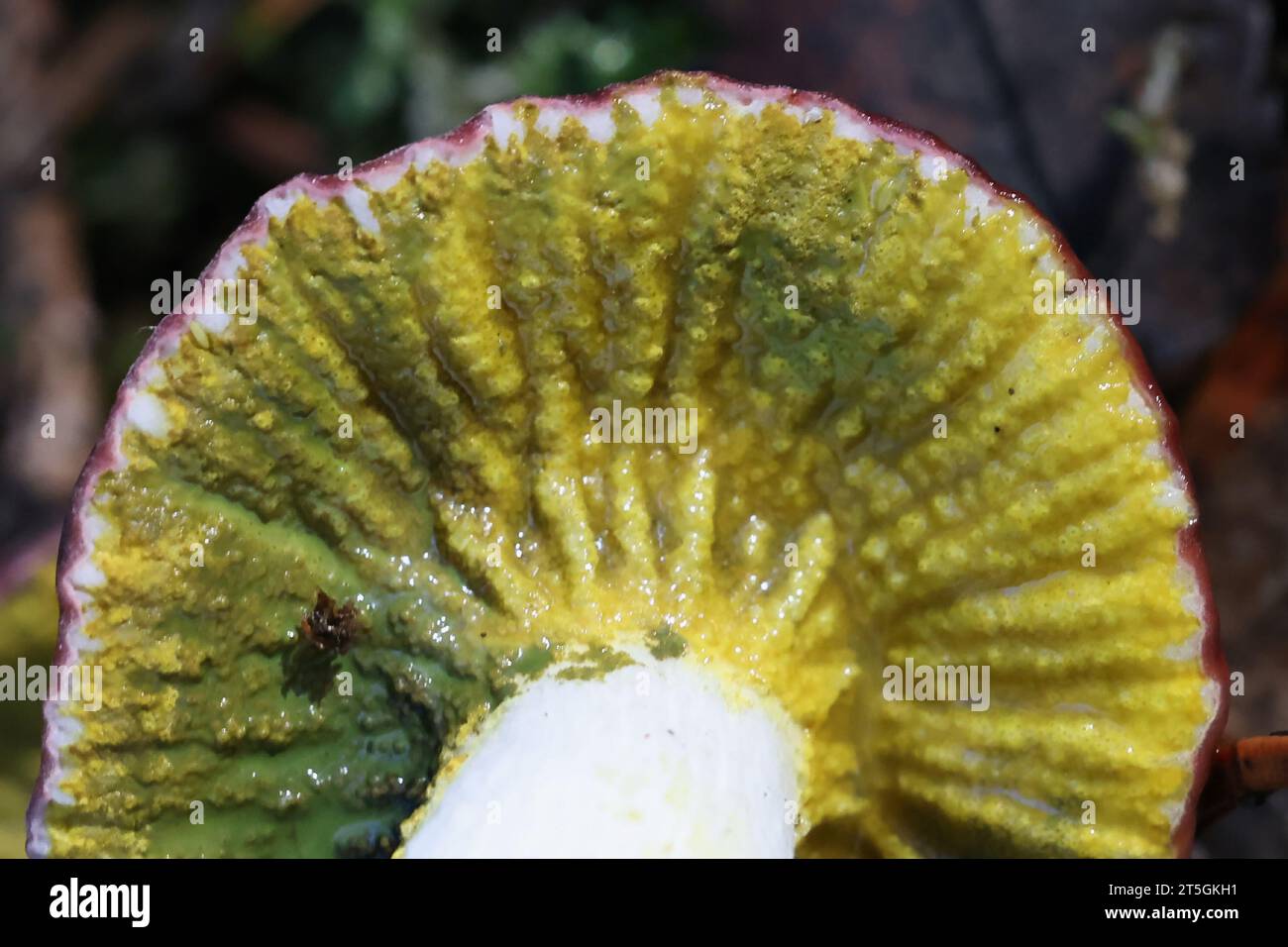 Hypomyces luteovirens, a parasitic ascomycete enveloping various ...