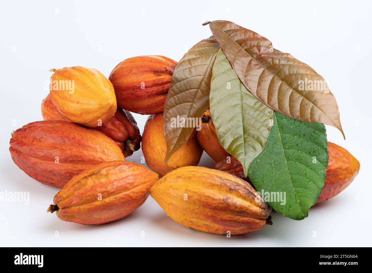 Close up of raw cacao pods with wet drops isolated on white studio ...