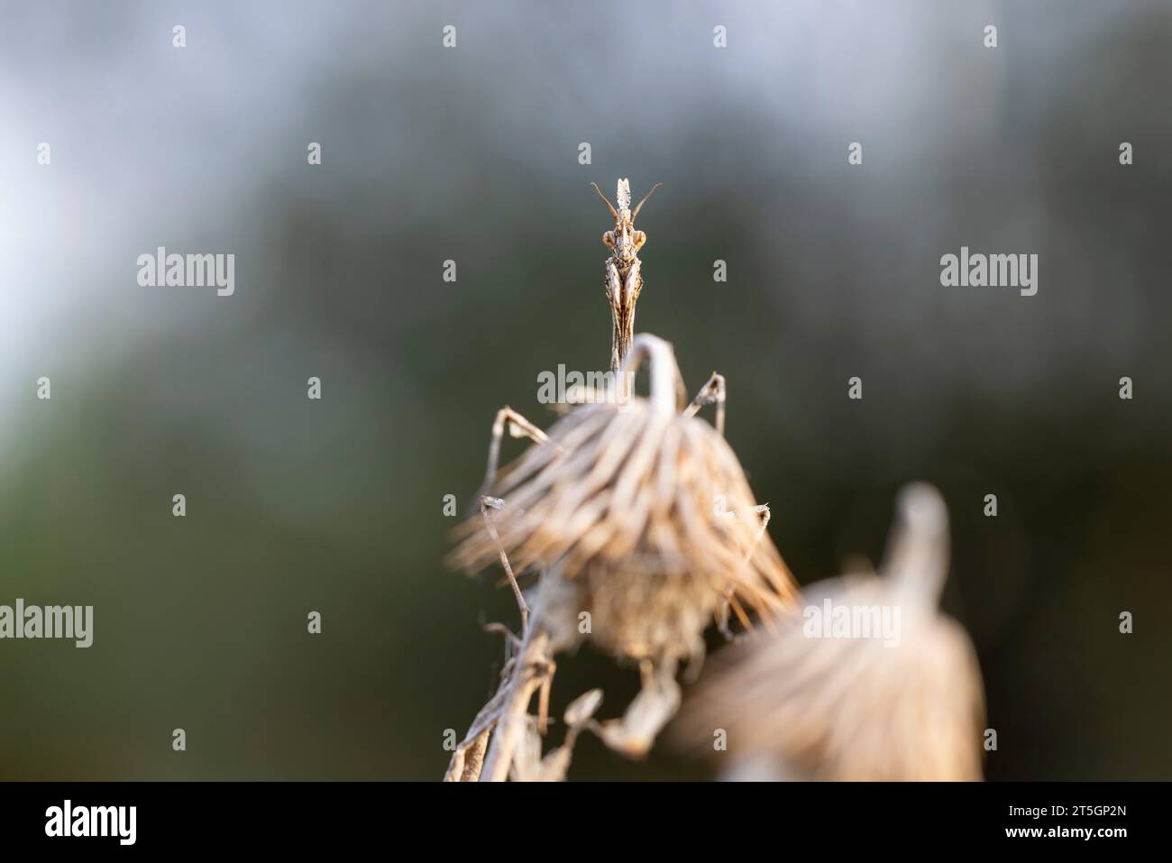 Empusa pennata, or the conehead mantis, is a species of praying mantis ...