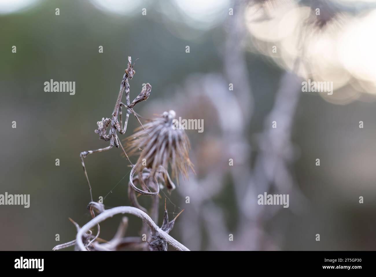 Mediterranean insects hi-res stock photography and images - Alamy