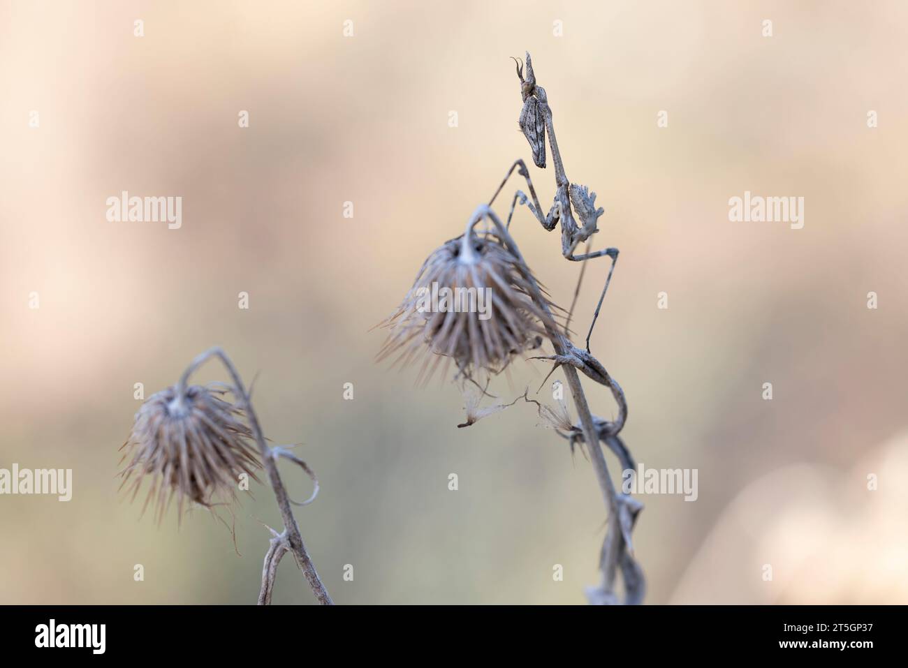 Mediterranean insects hi-res stock photography and images - Alamy