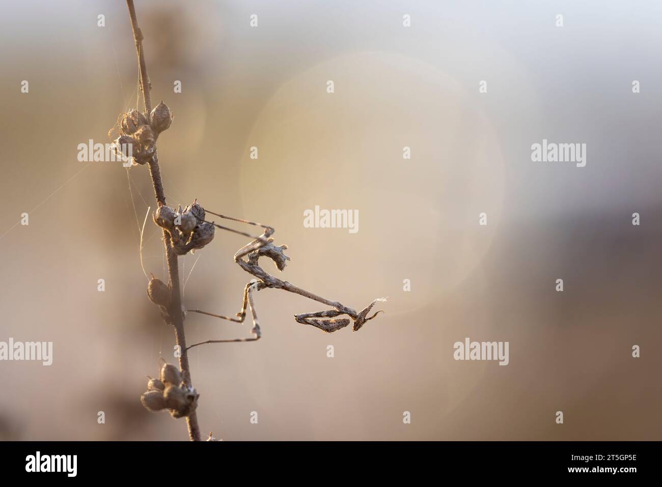 Mediterranean insects hi-res stock photography and images - Alamy