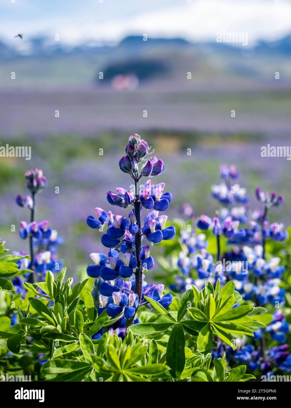 Blue Alaskan lupins (lupinus nootkatensis) cover vast swathes of ...