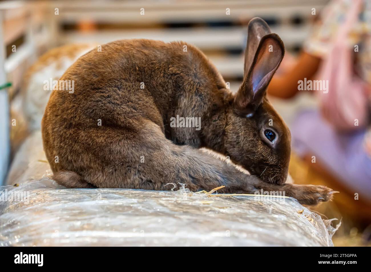 Rabbits are small mammals. Bunny is a colloquial name for a rabbit. It ...