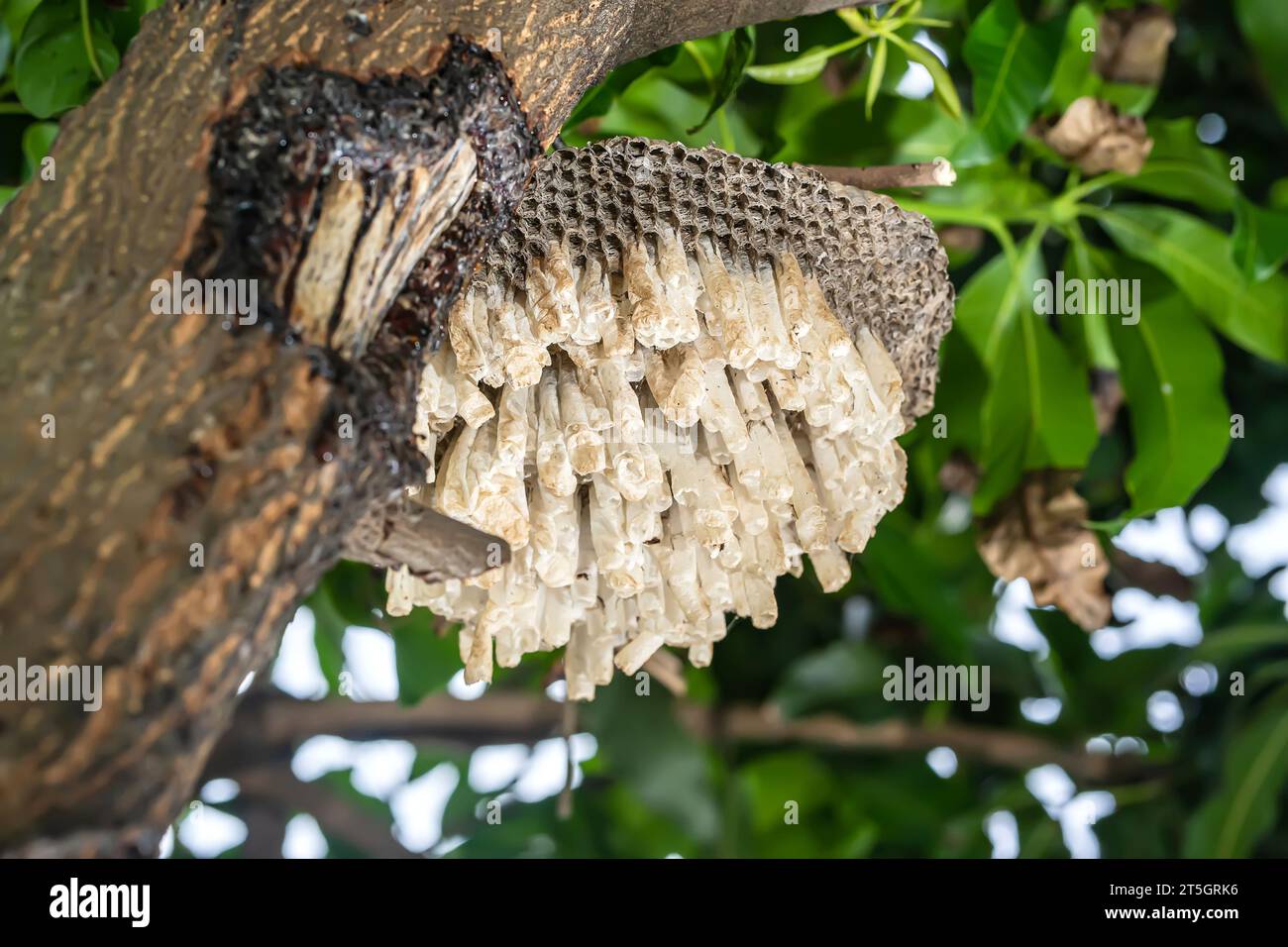 Carnivorous plant family tree hi-res stock photography and images - Alamy