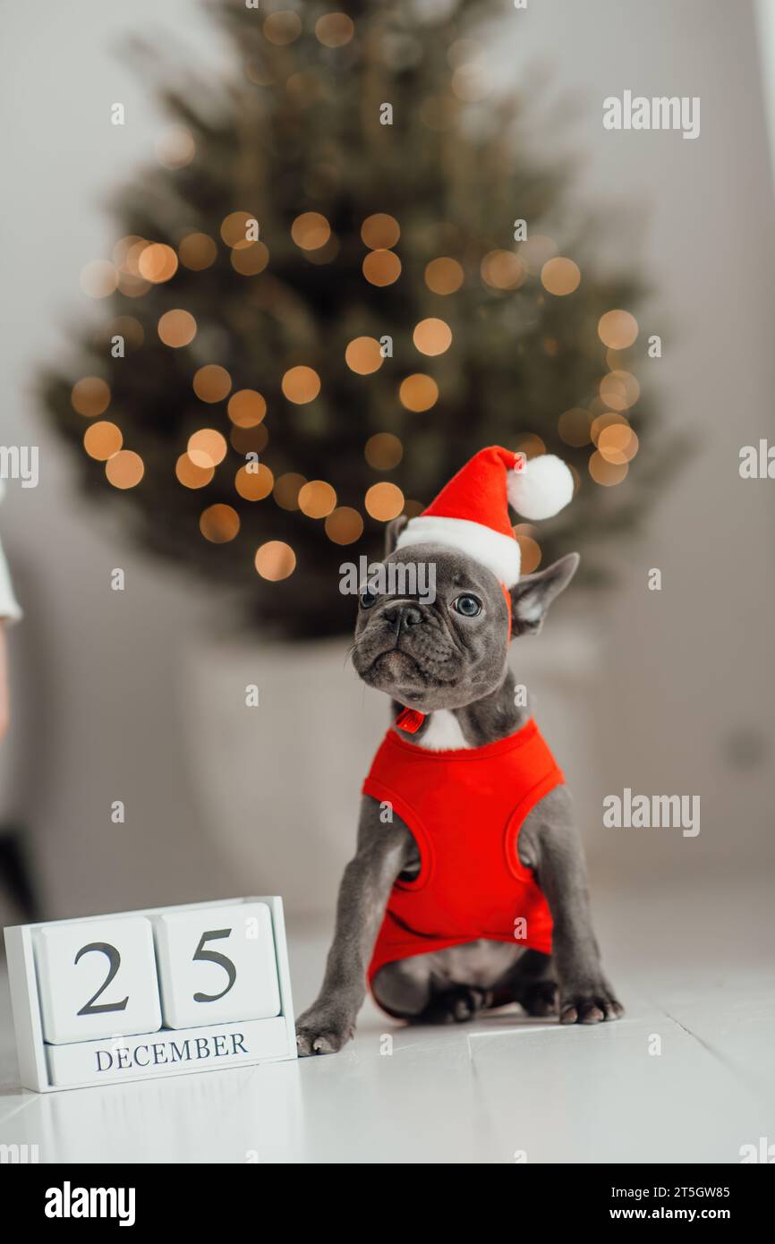 Cute young french bulldog puppy with blue eyes with Xmas wooden cube ...