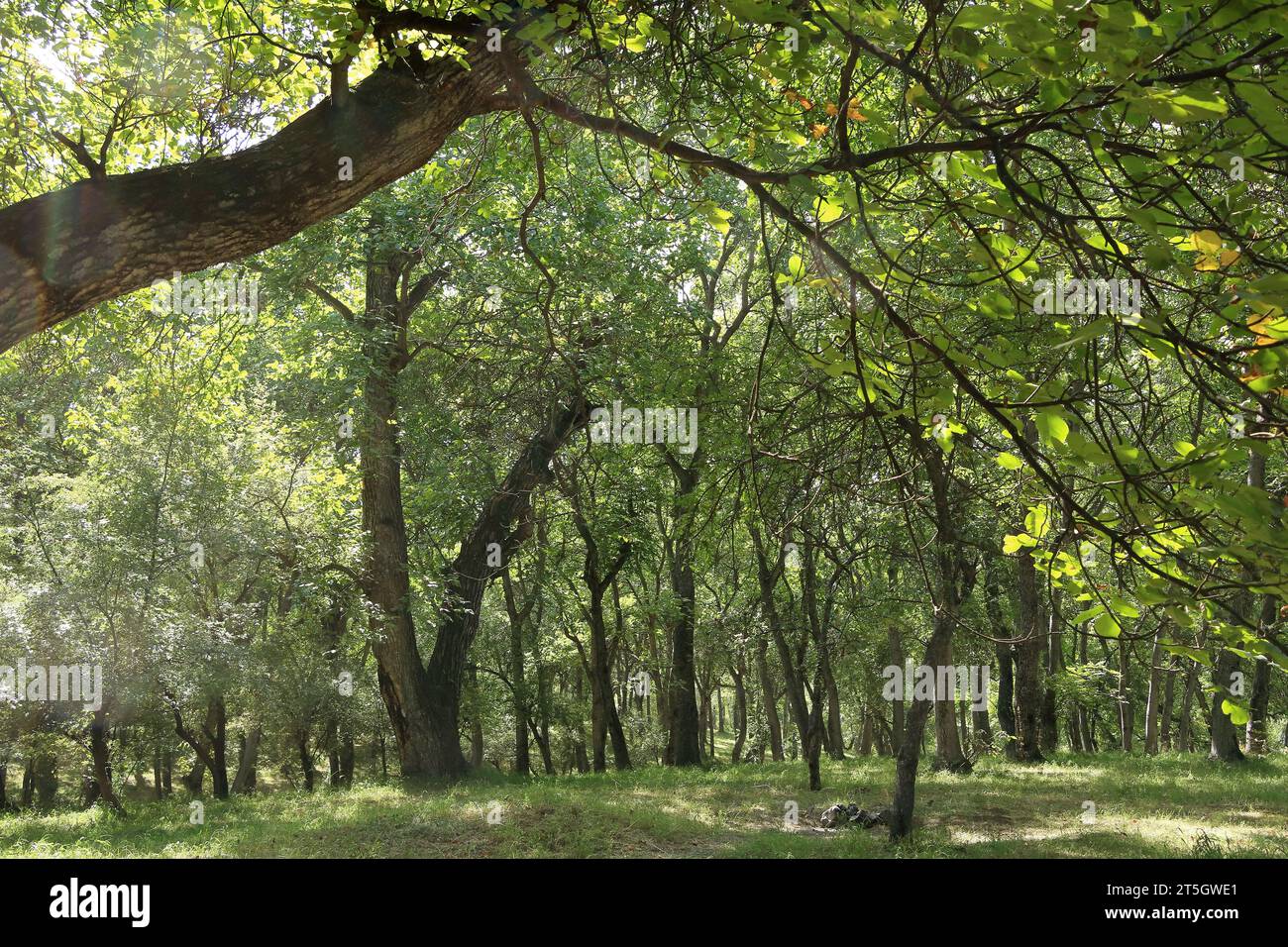 Walnut trees asia hi-res stock photography and images - Alamy