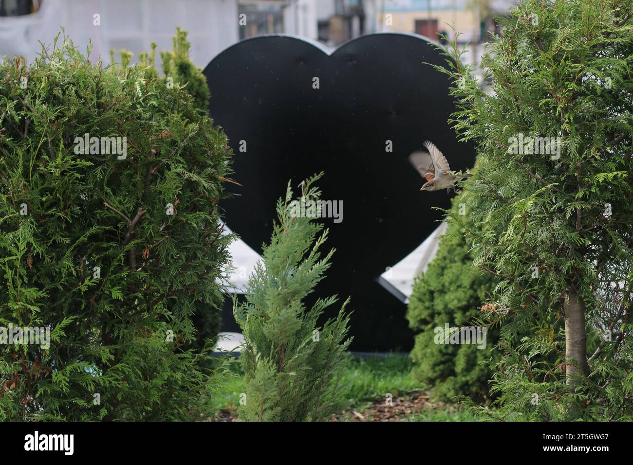 Oreo bird hi-res stock photography and images - Alamy