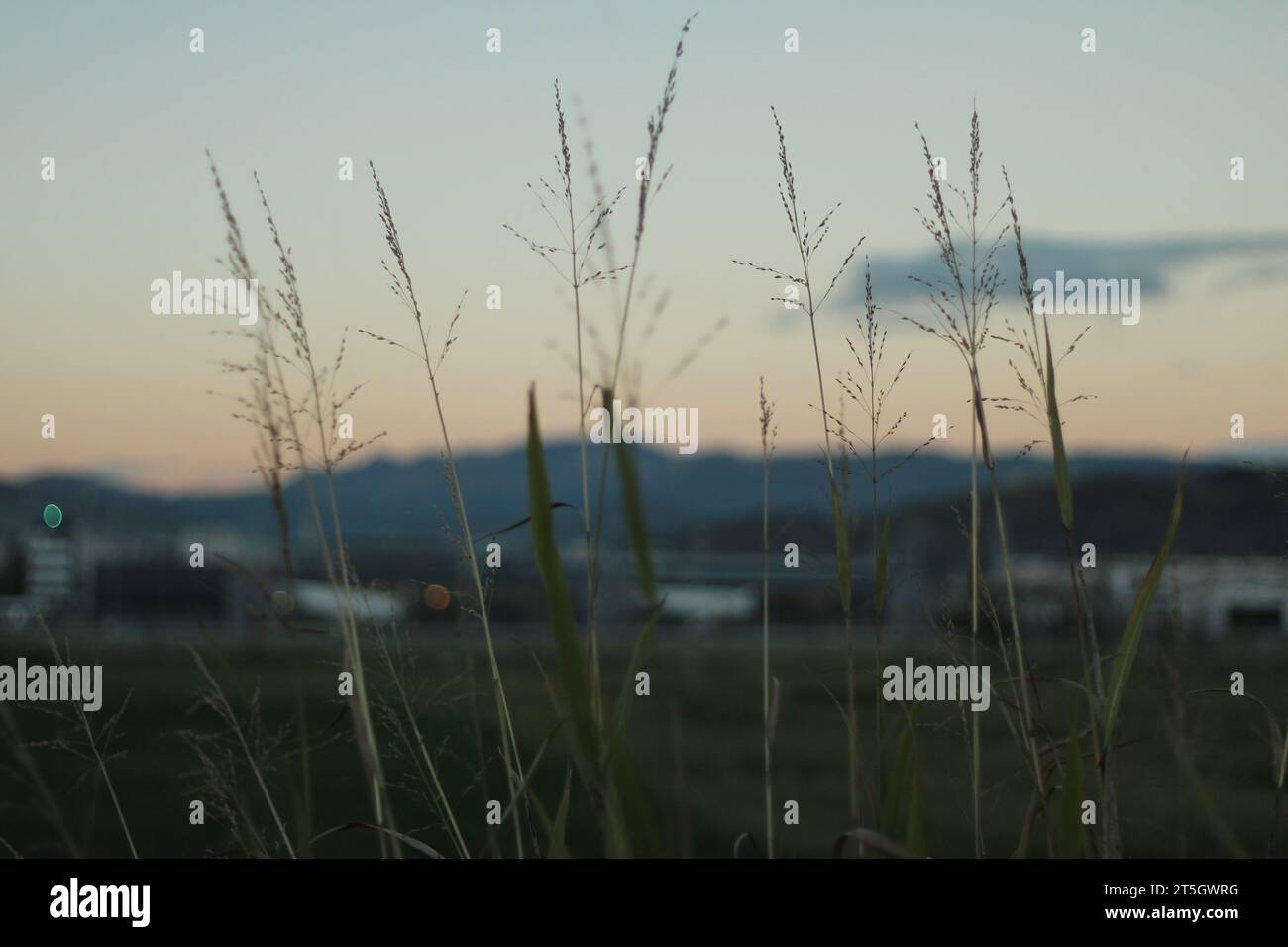 Airplane in green grass on hi-res stock photography and images - Alamy
