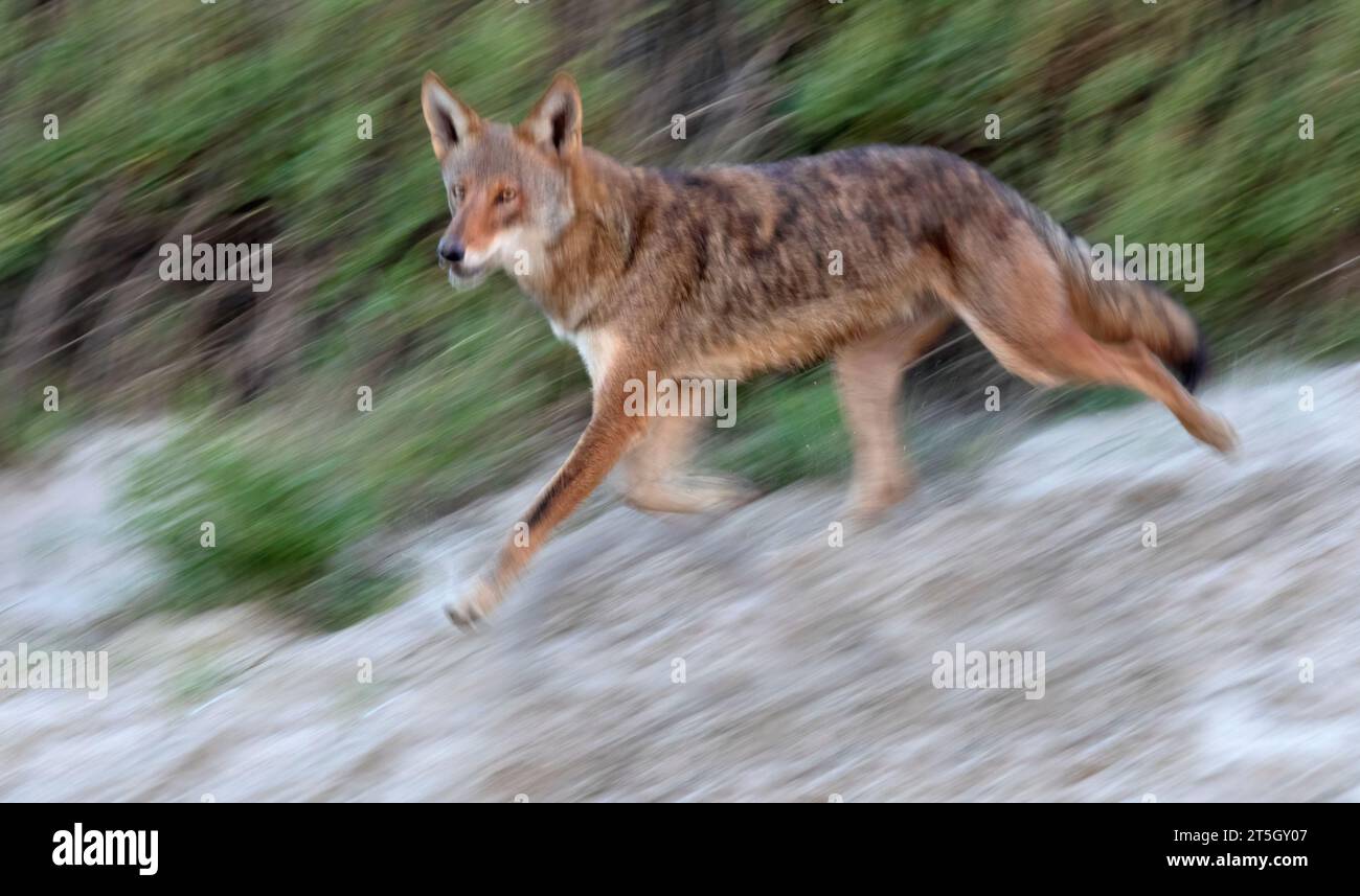 The Ghost Wolf of Galveston Island in a Movement Stock Photo - Alamy