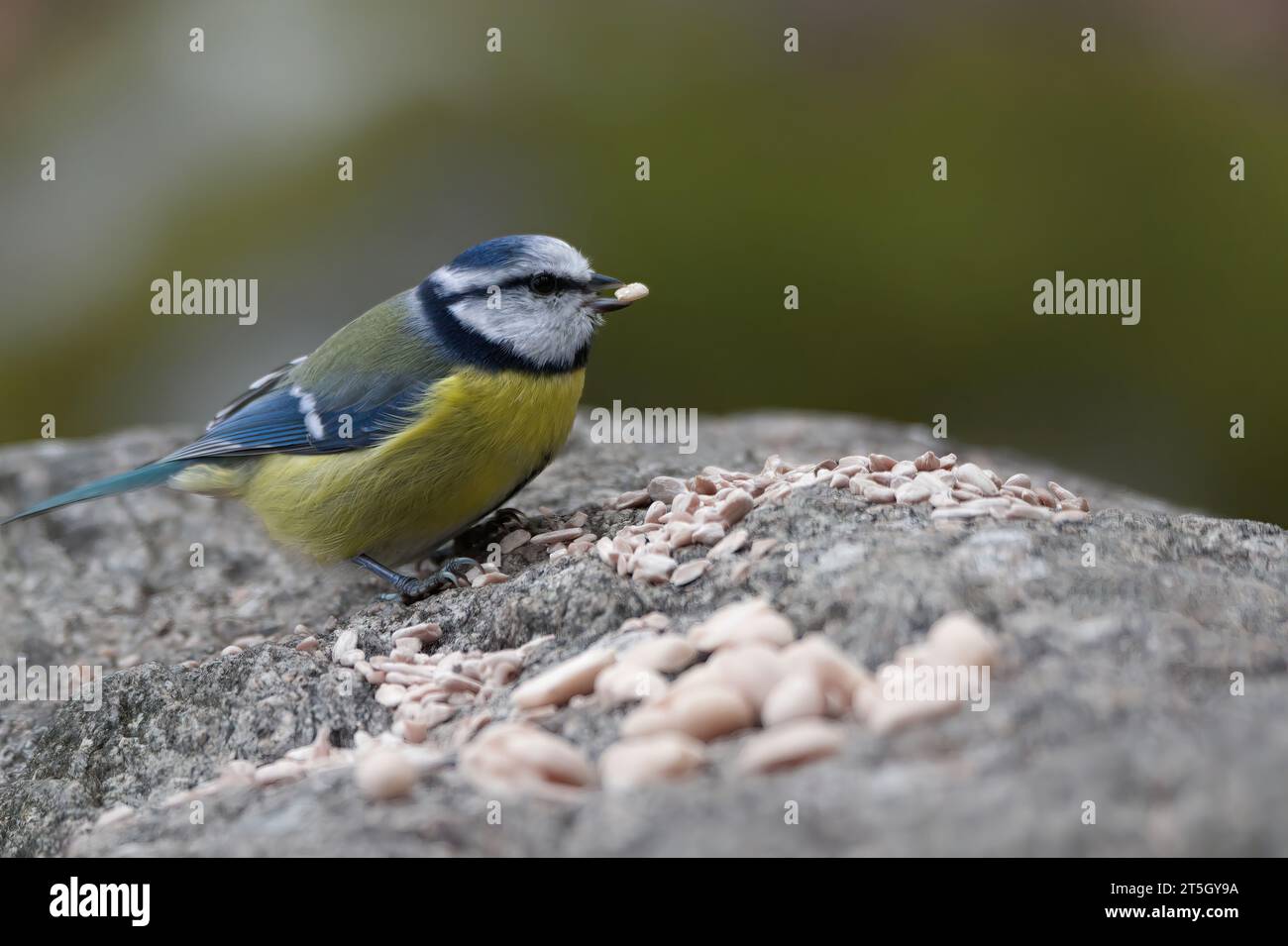 Happy bird hi-res stock photography and images - Alamy