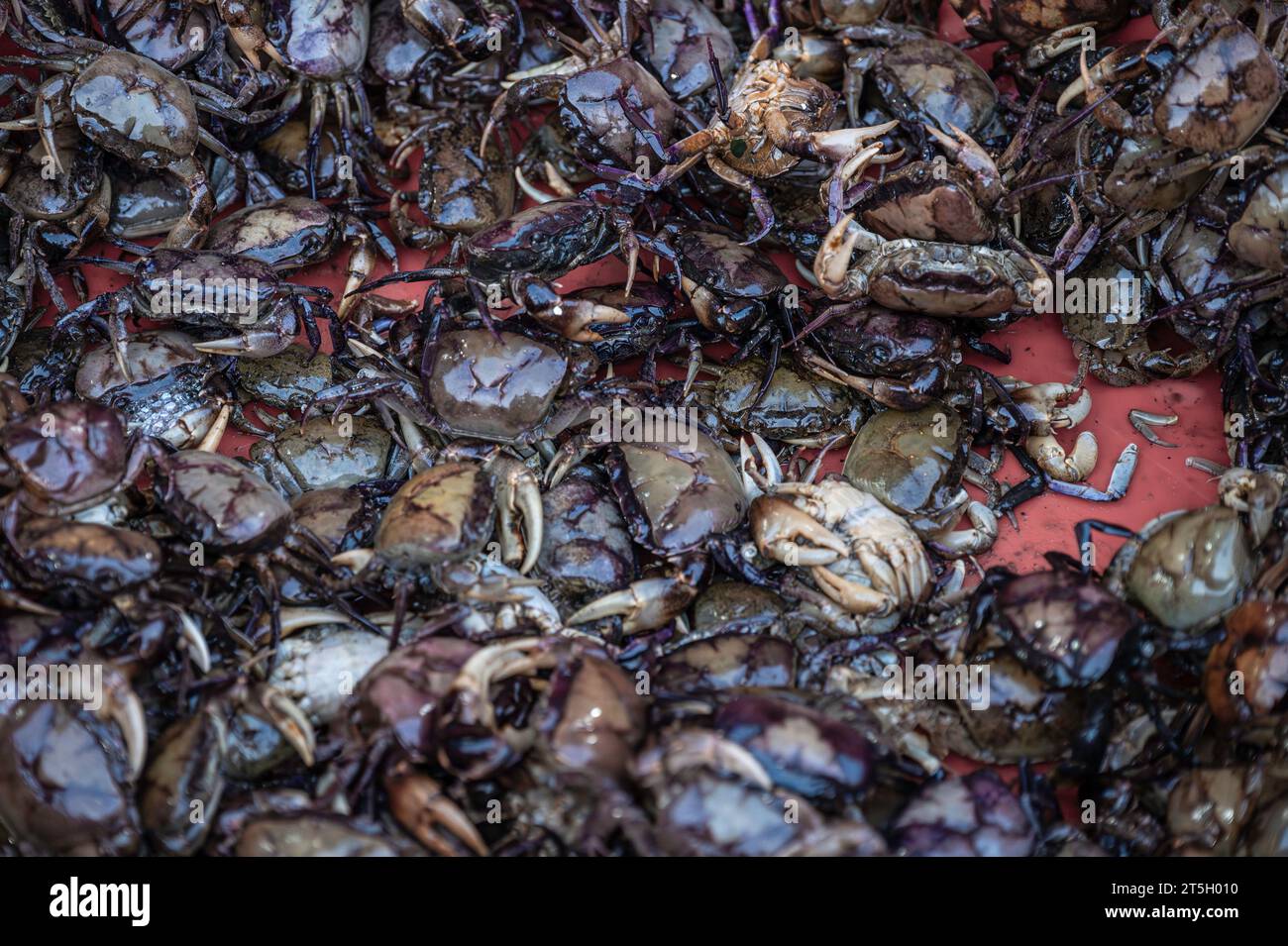 Single claw crab hi-res stock photography and images - Alamy