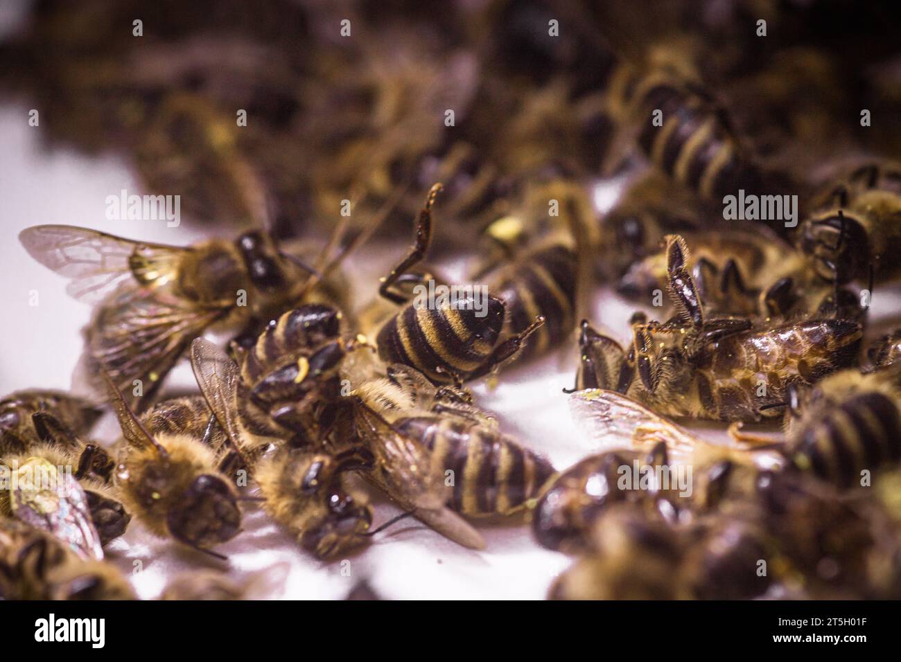 Allergic reaction death hi-res stock photography and images - Alamy