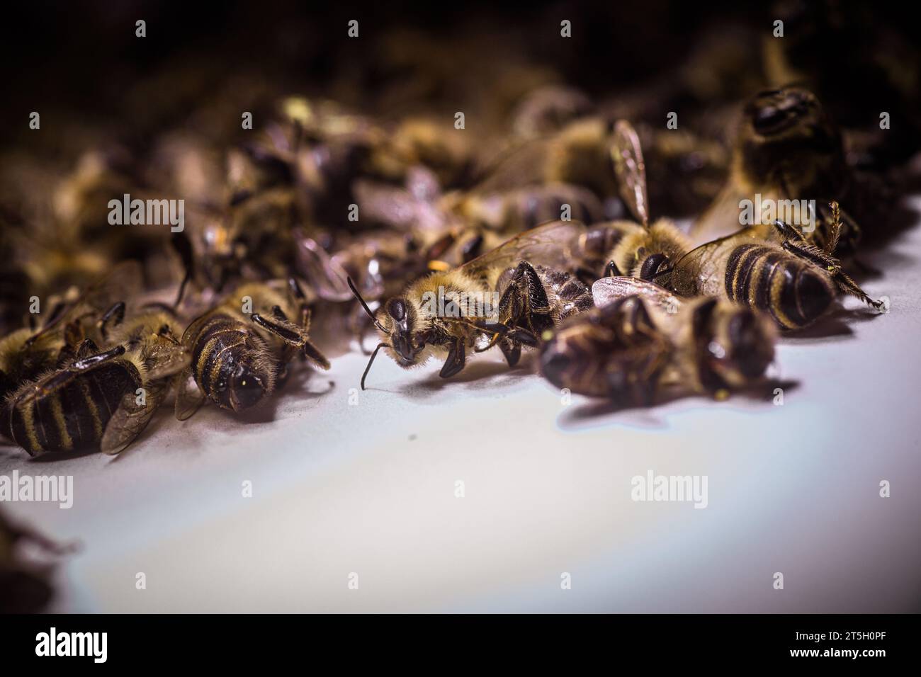 Allergic reaction death hi-res stock photography and images - Alamy