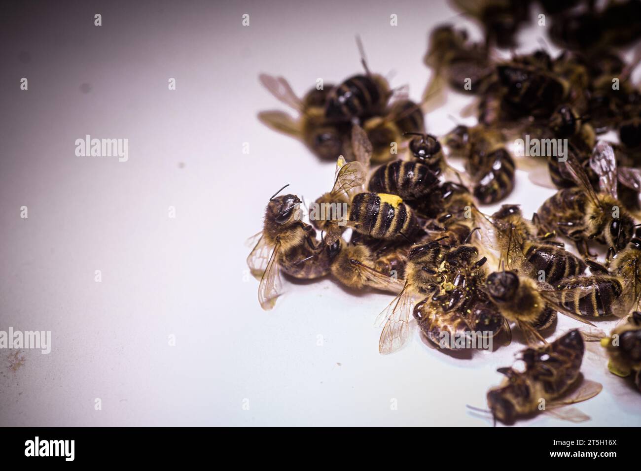 Death from pesticides hi-res stock photography and images - Alamy