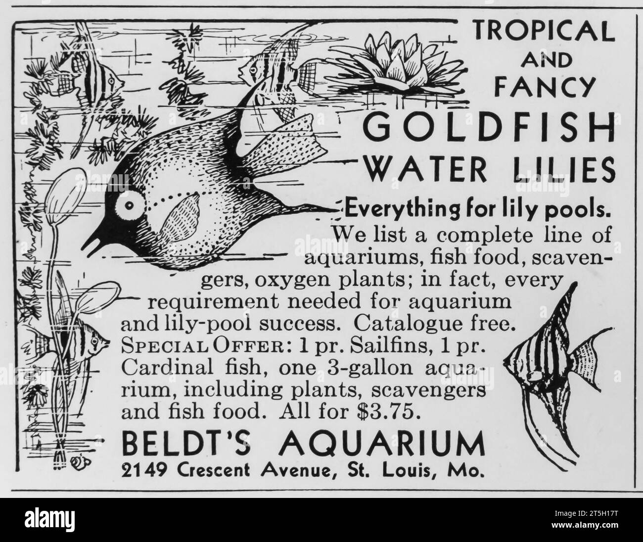 1934 Goldfish water lilies, everythong for lily pools, Beldt's auqrium ...