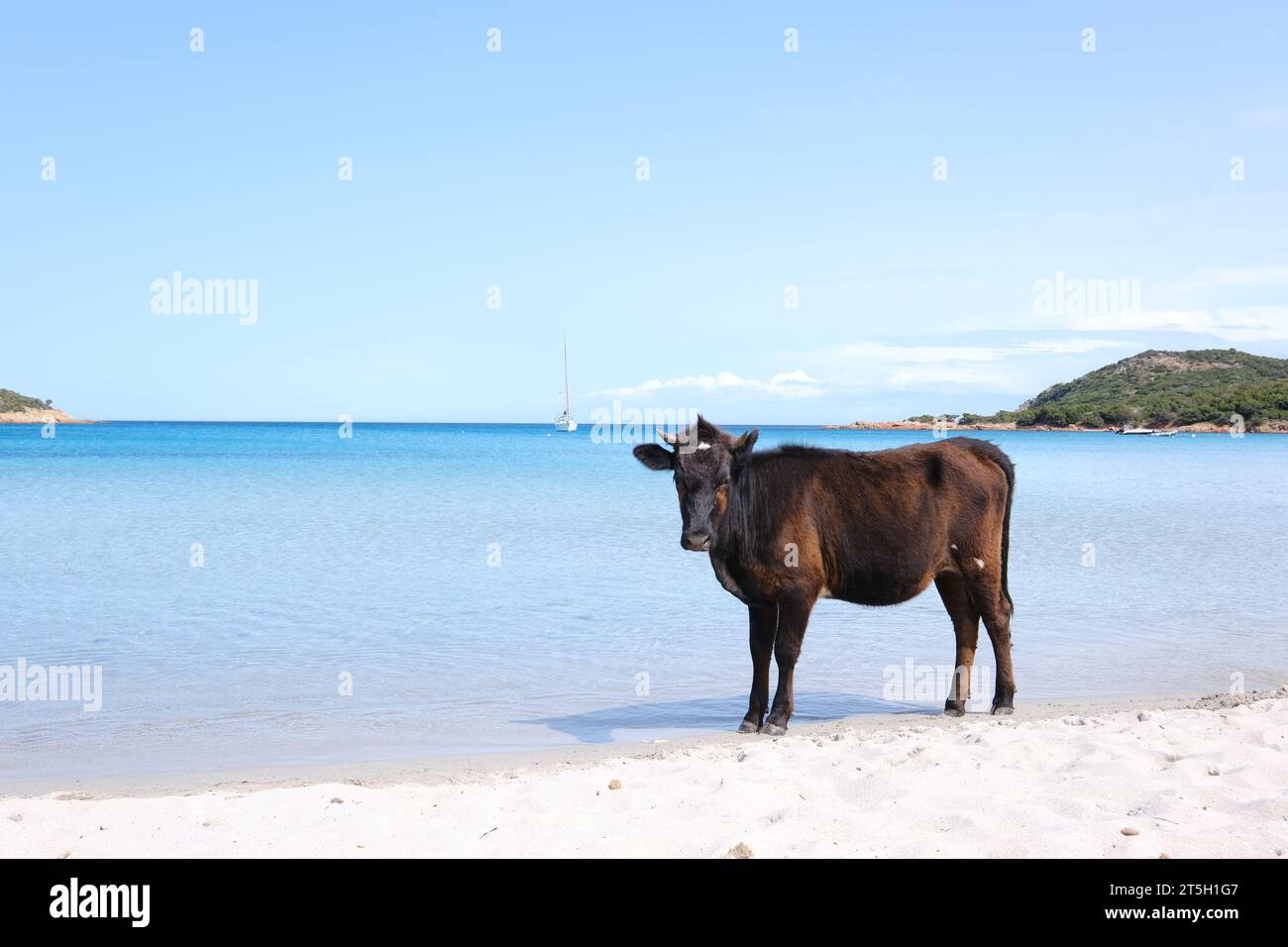 Kuh strand hi-res stock photography and images - Alamy