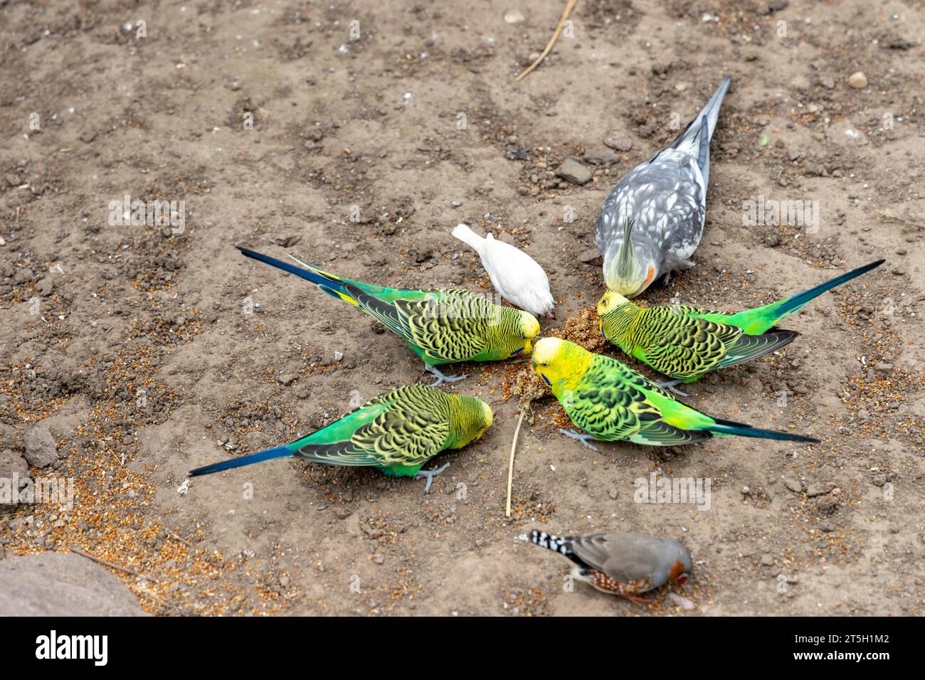 Budgies eat and cuddle in a small animal park Stock Photo - Alamy