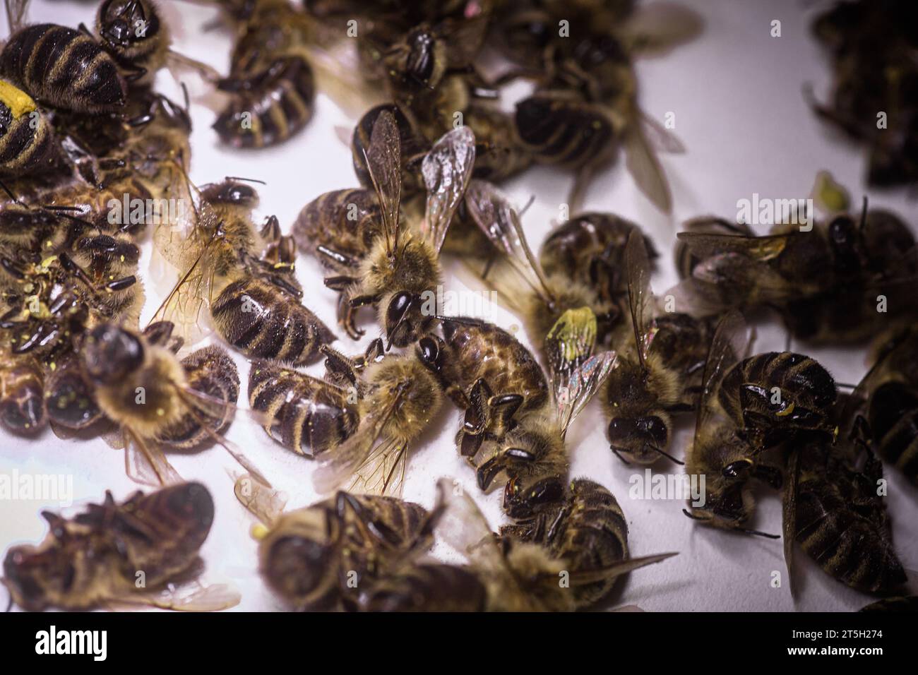 Death from pesticides hi-res stock photography and images - Alamy
