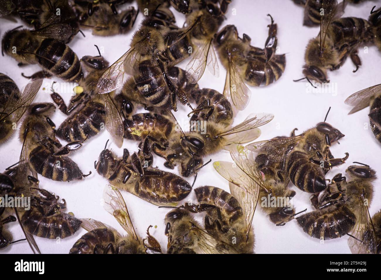 A dead bee on a white background. Infestation of bees with pesticides ...