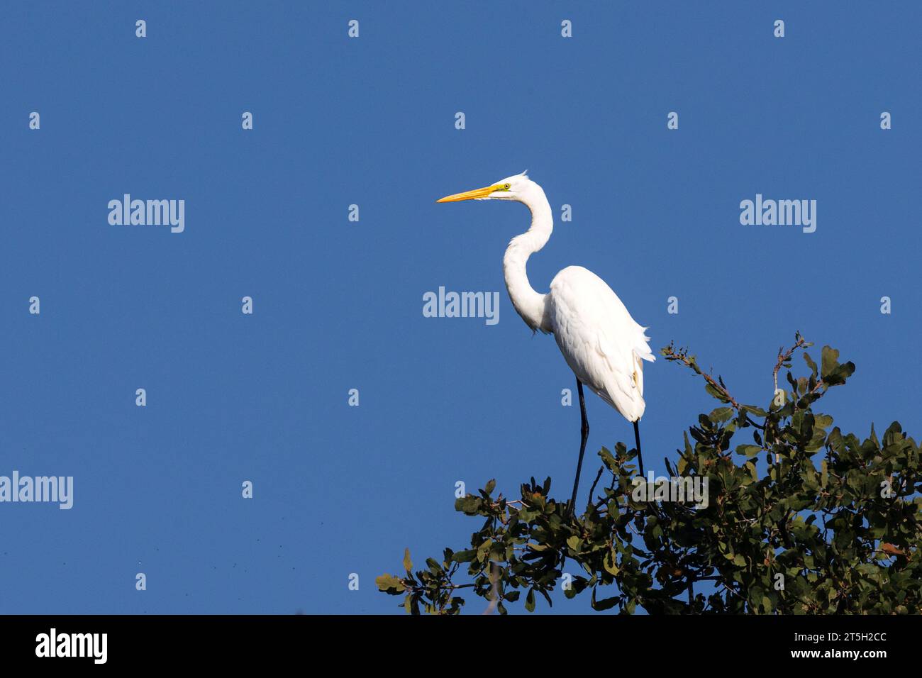 A great egret (Ardea alba) perched atop a California live oak tree in ...
