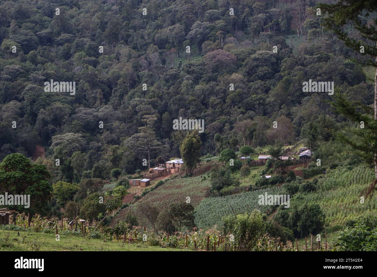 Mau mau kenya hi-res stock photography and images - Alamy