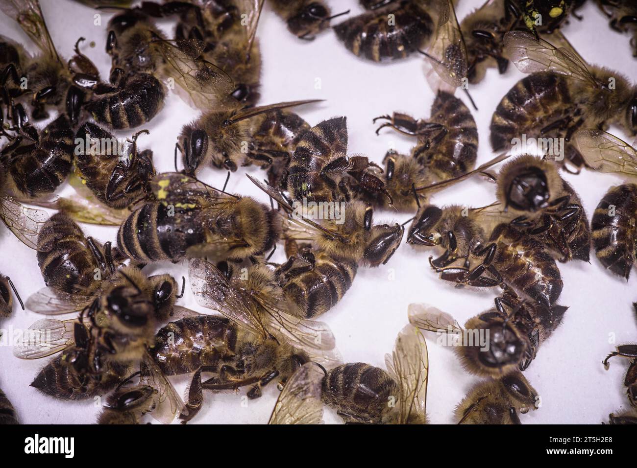 A dead bee on a white background. Infestation of bees with pesticides ...