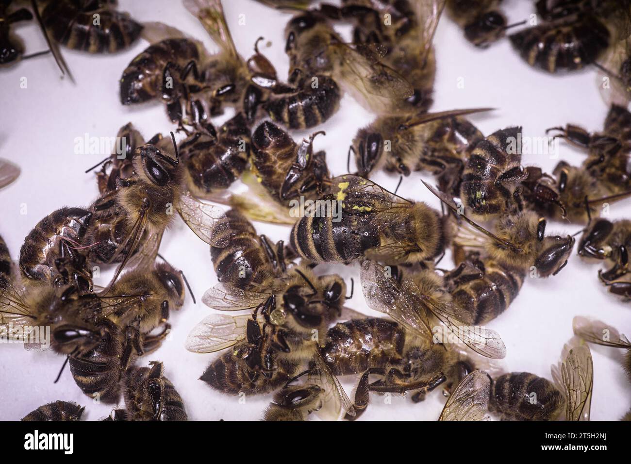 A dead bee on a white background. Infestation of bees with pesticides ...